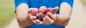 French Plums Selection by Blue Whale: Estiva, Métis, Mirabelle, and ...