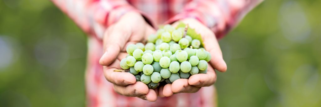 French Grapes Selection by Blue Whale: Centennial Seedless, Chasselas ...